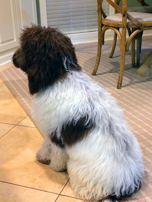 Barksdale Introduces Parti Labradoodles - Barksdale Labradoodles