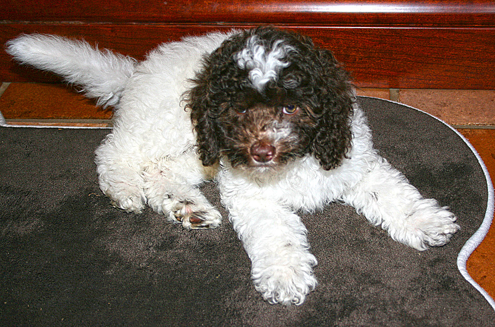 Barksdale Introduces Parti Labradoodles - Barksdale Labradoodles