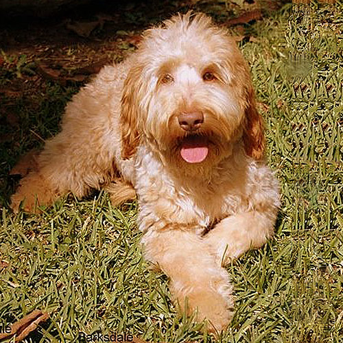 Labradoodle Puppies for Sale | Barksdale Labradoodles