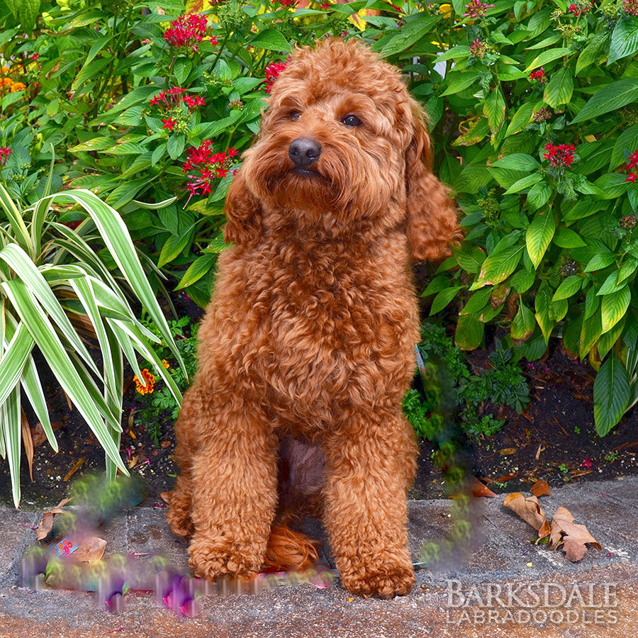 Labradoodle Puppies for Sale | Barksdale Labradoodles