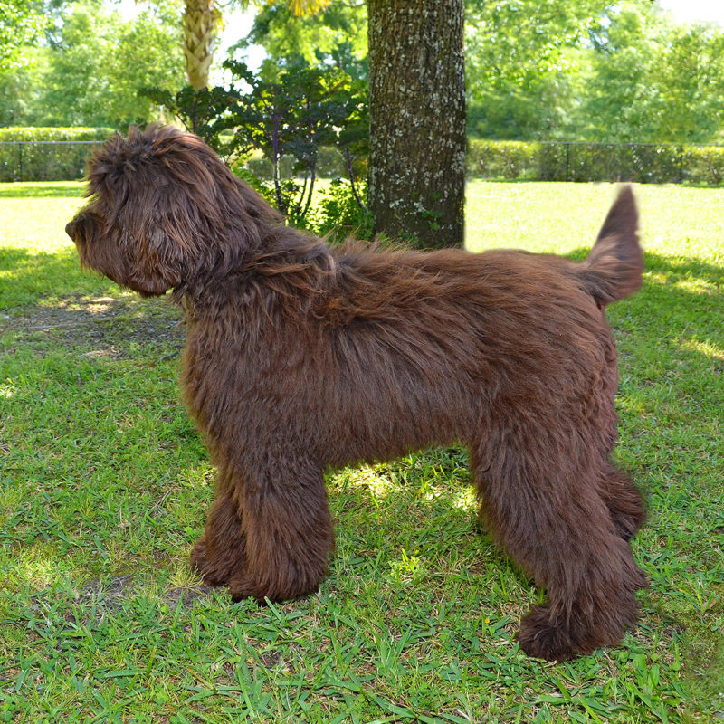 Labradoodle Puppies for Sale | Barksdale Labradoodles