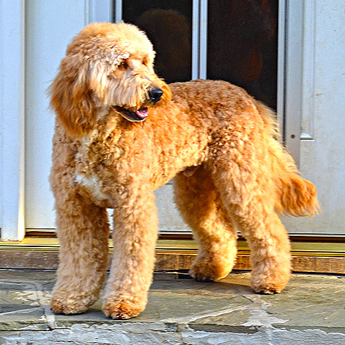 Labradoodle Puppies for Sale | Barksdale Labradoodles
