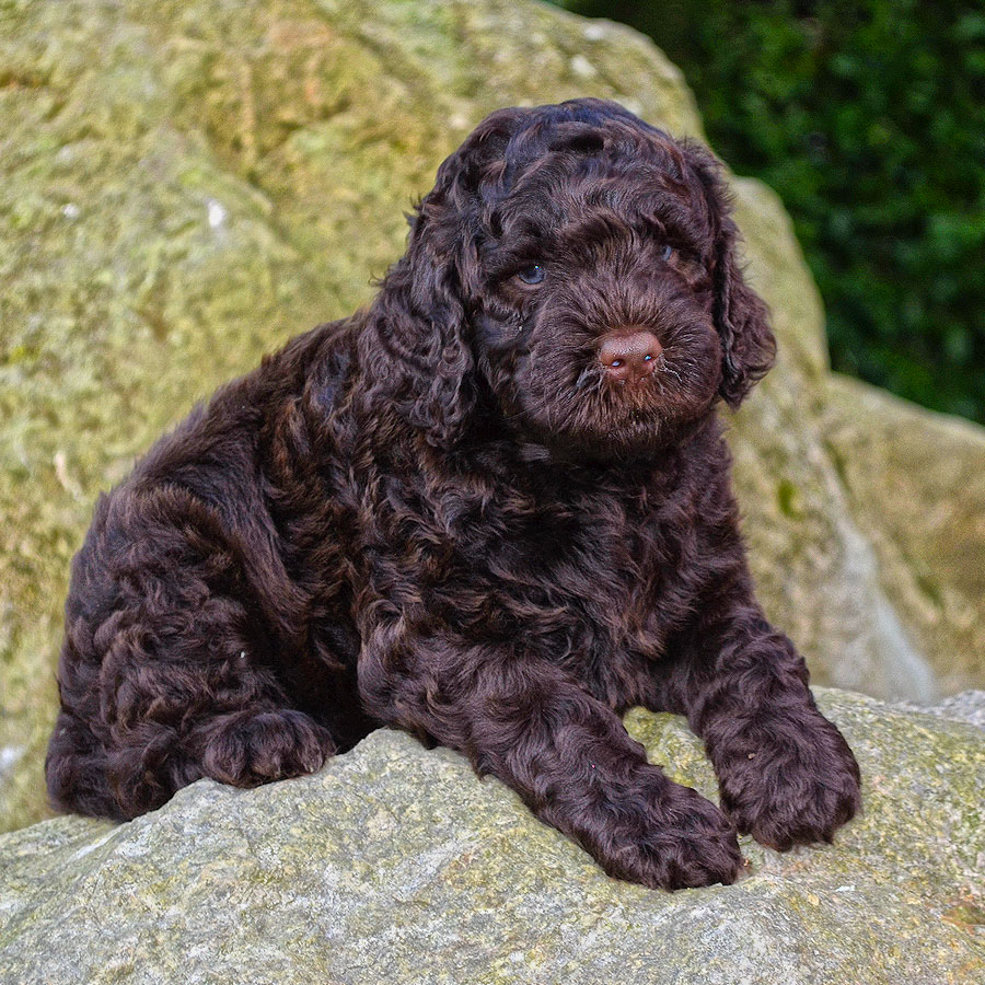 Labradoodle Puppies for Sale | Barksdale Labradoodles