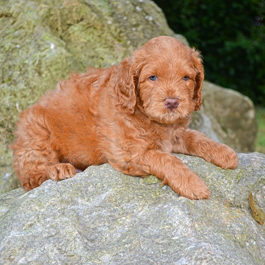 Labradoodle Puppies for Sale | Barksdale Labradoodles