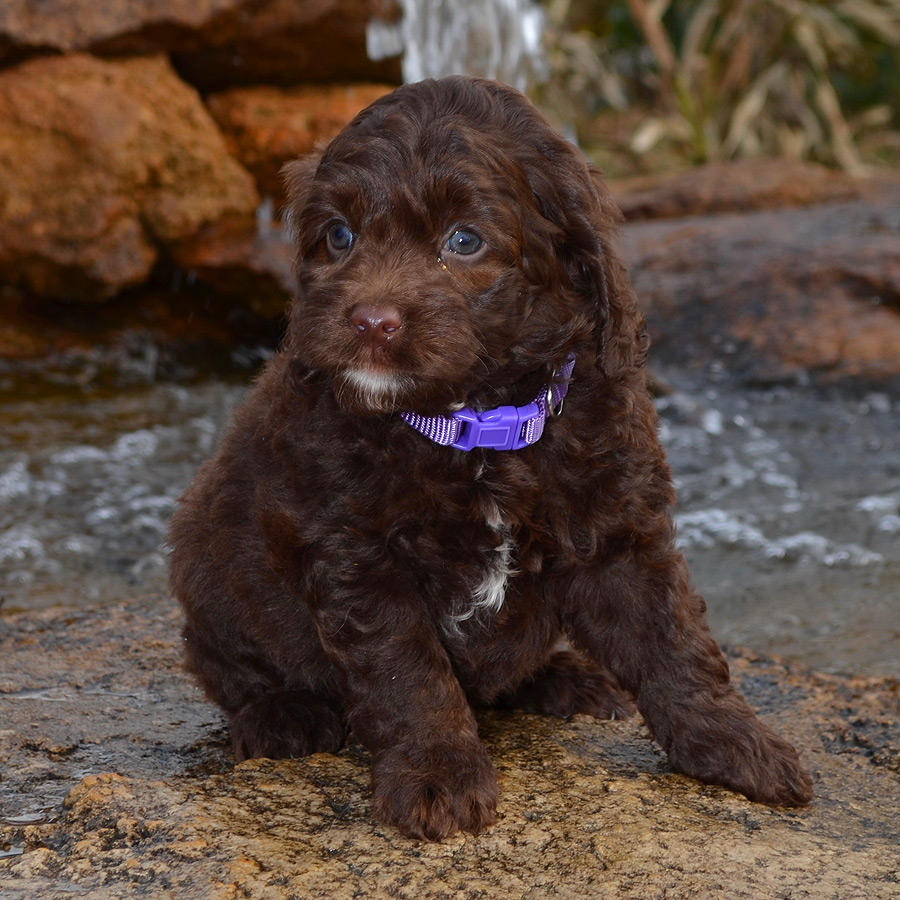 Labradoodle Puppies for Sale | Barksdale Labradoodles