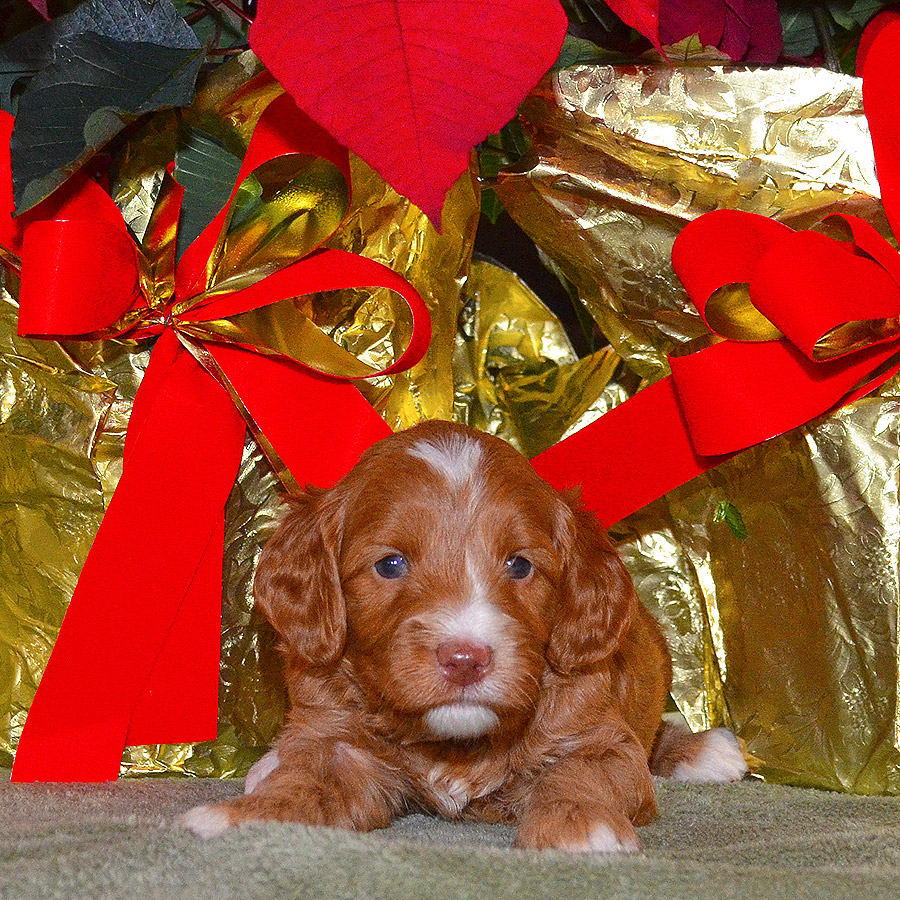 Labradoodle Puppies for Sale | Barksdale Labradoodles