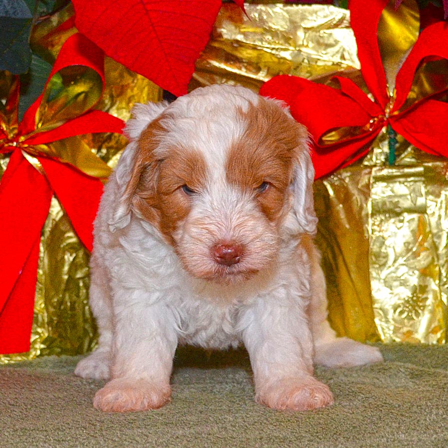 Labradoodle Puppies for Sale | Barksdale Labradoodles