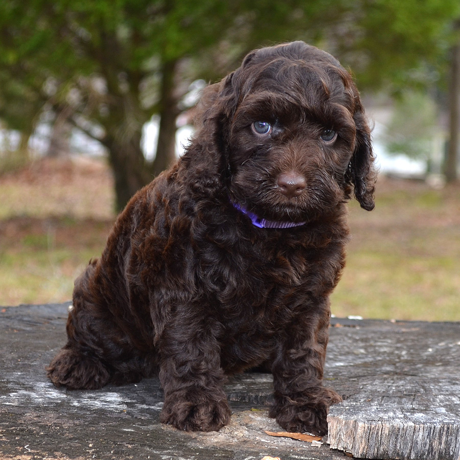 Labradoodle Puppies for Sale | Barksdale Labradoodles