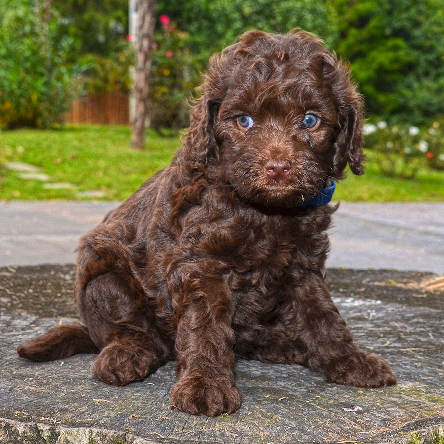Labradoodle Puppies for Sale | Barksdale Labradoodles