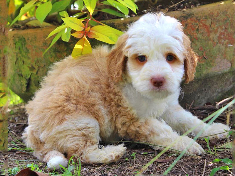 Labradoodle Puppies for Sale | Barksdale Labradoodles