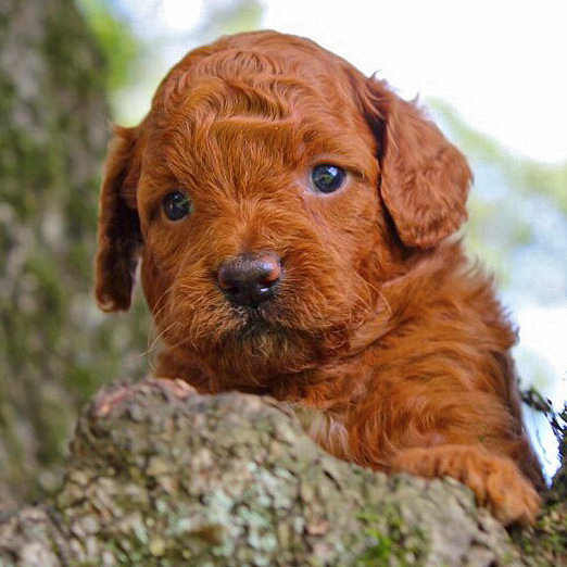 Labradoodle Puppies for Sale | Barksdale Labradoodles