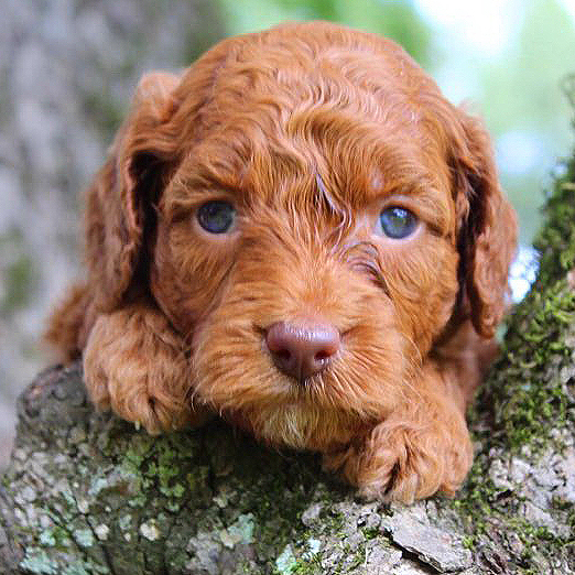 Labradoodle Puppies for Sale | Barksdale Labradoodles