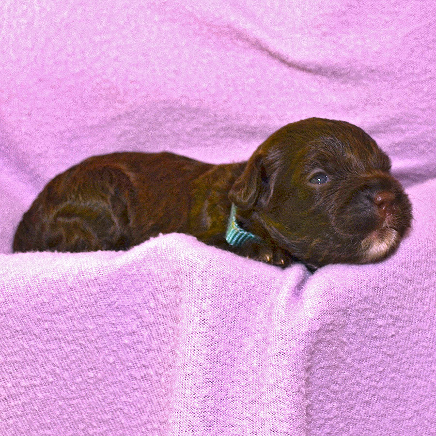 Labradoodle Puppies for Sale | Barksdale Labradoodles