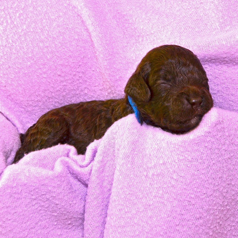 Labradoodle Puppies for Sale | Barksdale Labradoodles