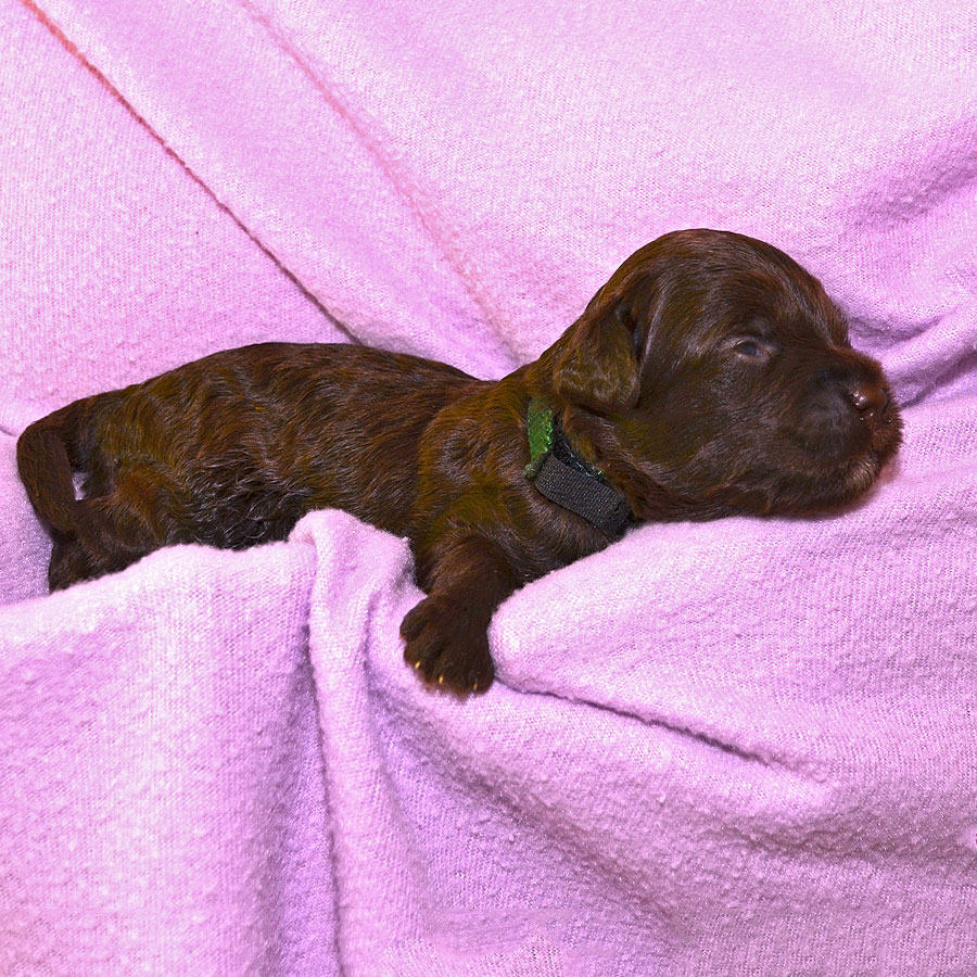 Labradoodle Puppies for Sale | Barksdale Labradoodles