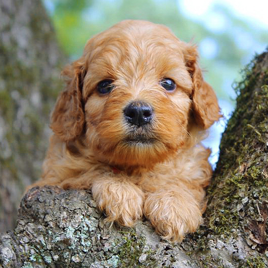 Labradoodle Puppies for Sale | Barksdale Labradoodles