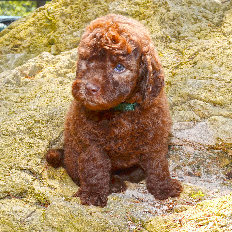 Labradoodle Puppies for Sale | Barksdale Labradoodles