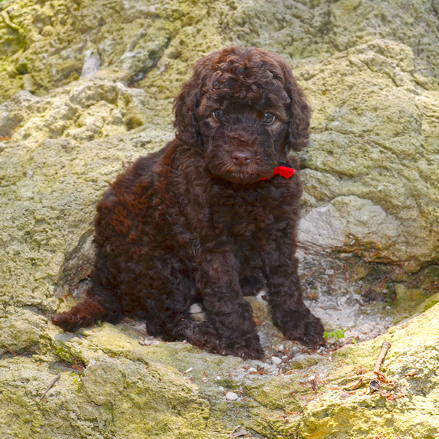 Labradoodle Puppies for Sale | Barksdale Labradoodles