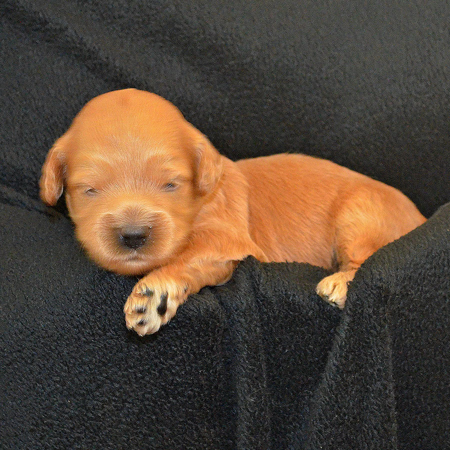 Labradoodle Puppies for Sale | Barksdale Labradoodles