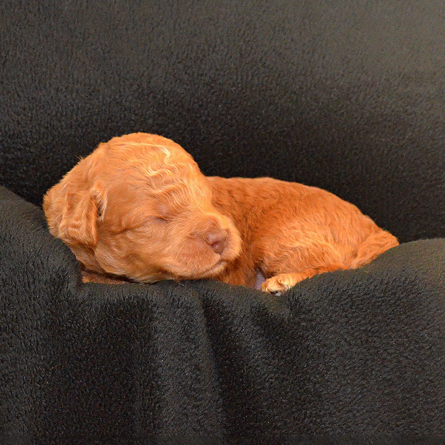 Labradoodle Puppies for Sale | Barksdale Labradoodles