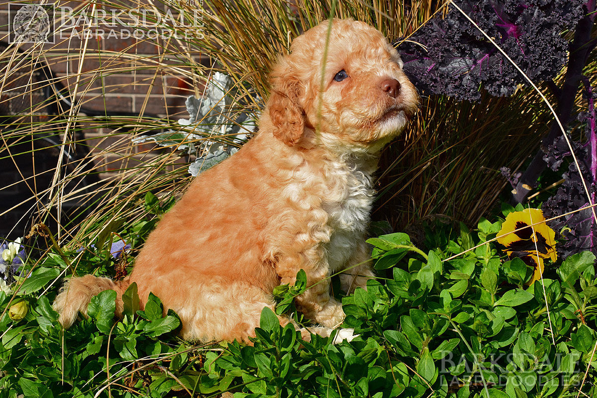 Labradoodle Puppies for Sale | Barksdale Labradoodles