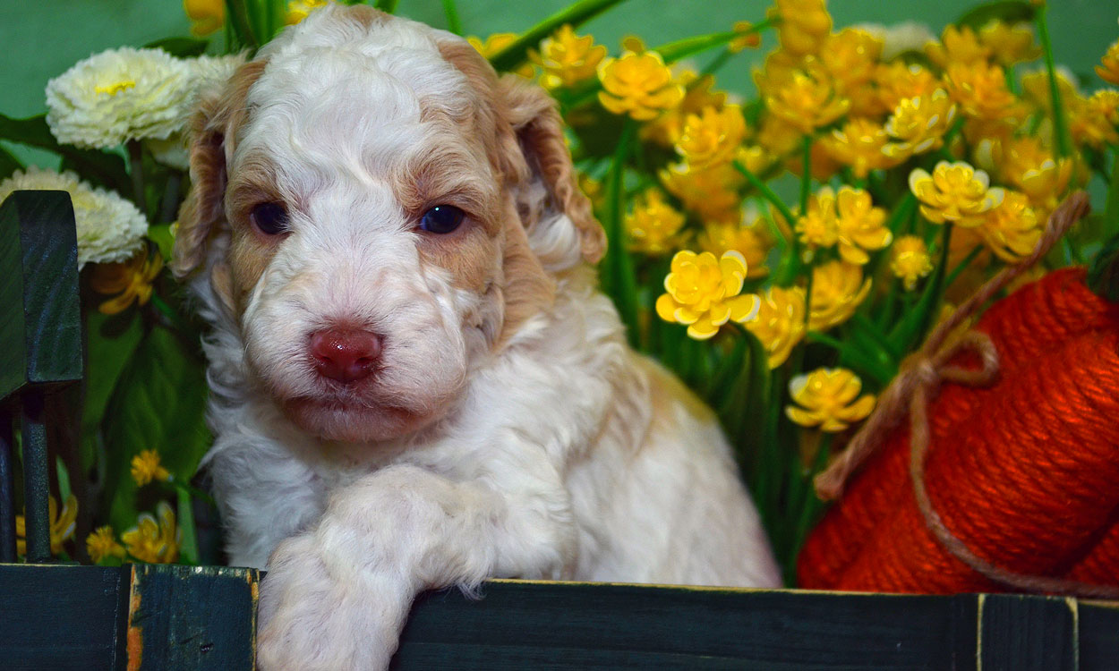 Labradoodle Puppies for Sale | Barksdale Labradoodles