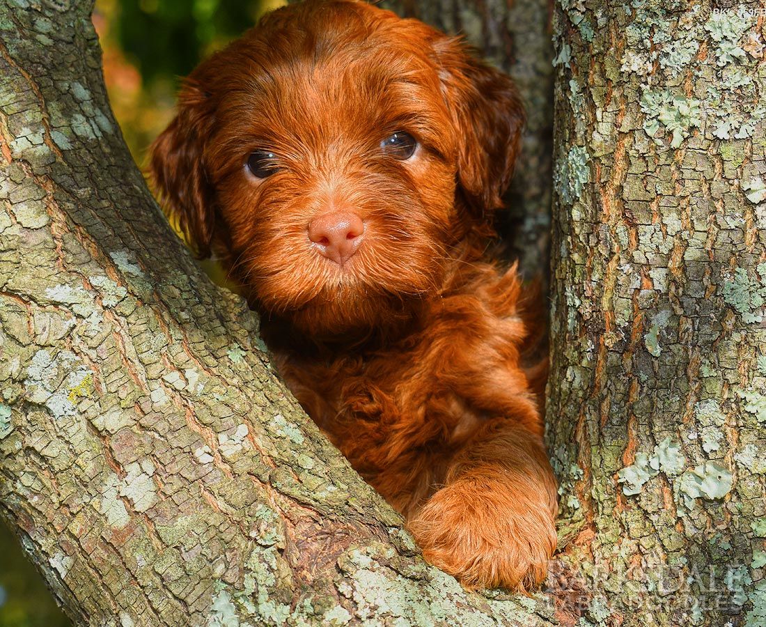 Labradoodle Puppies for Sale | Barksdale Labradoodles
