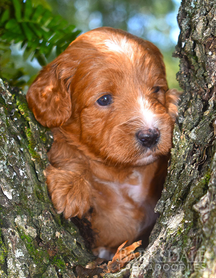 Labradoodle Puppies for Sale | Barksdale Labradoodles