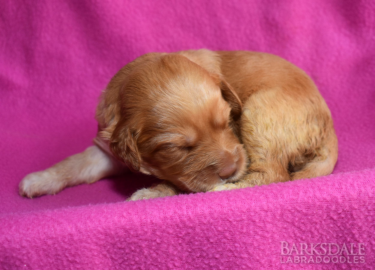 Labradoodle Puppies for Sale | Barksdale Labradoodles