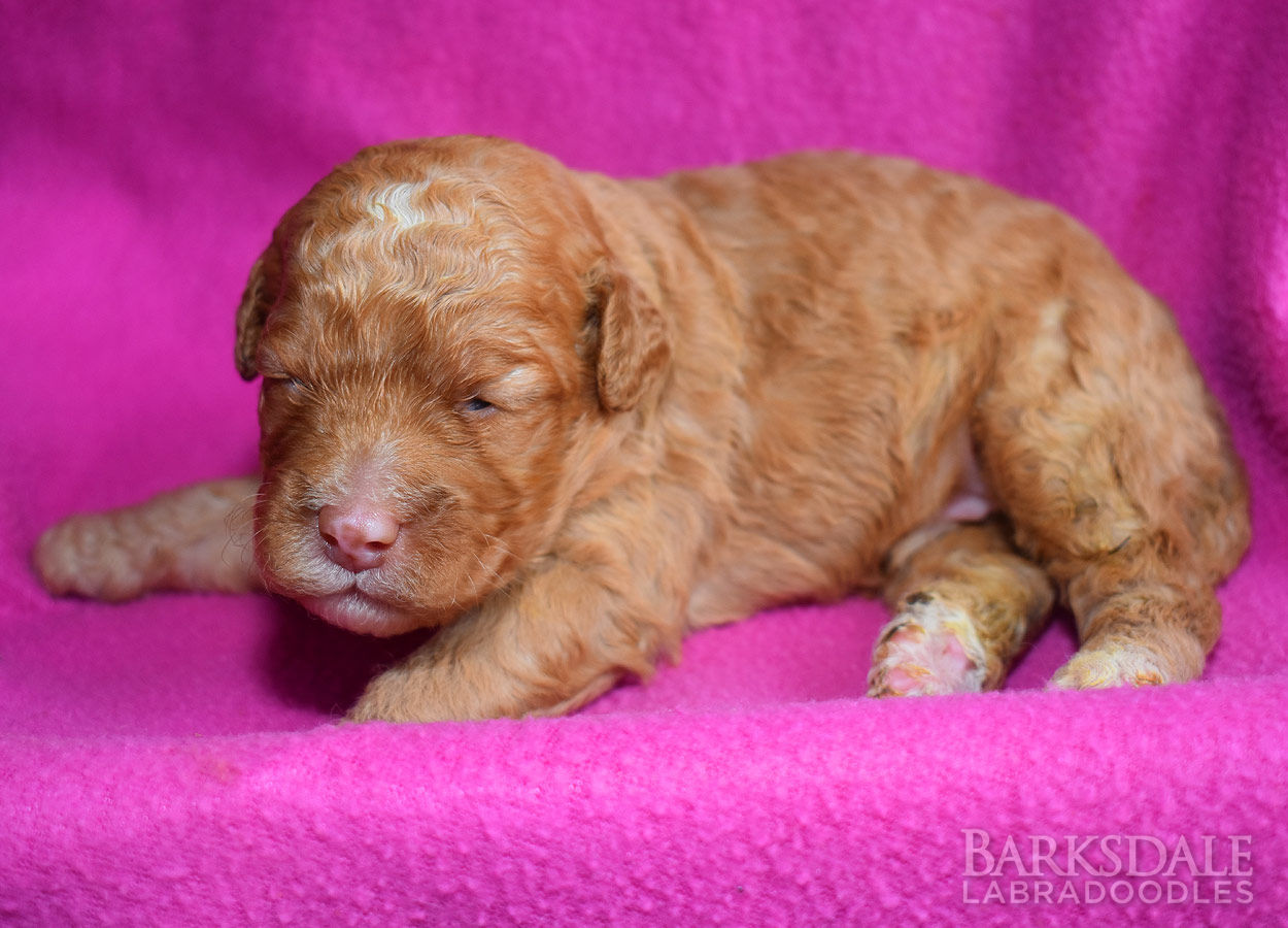 Labradoodle Puppies for Sale | Barksdale Labradoodles