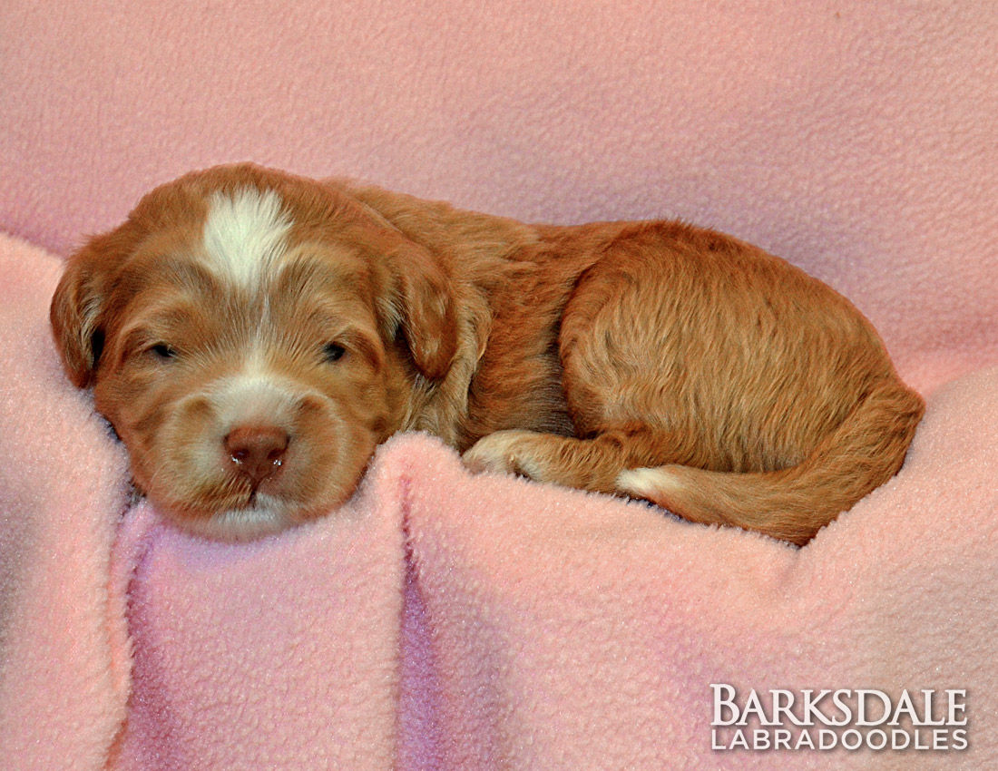 Labradoodle Puppies for Sale | Barksdale Labradoodles