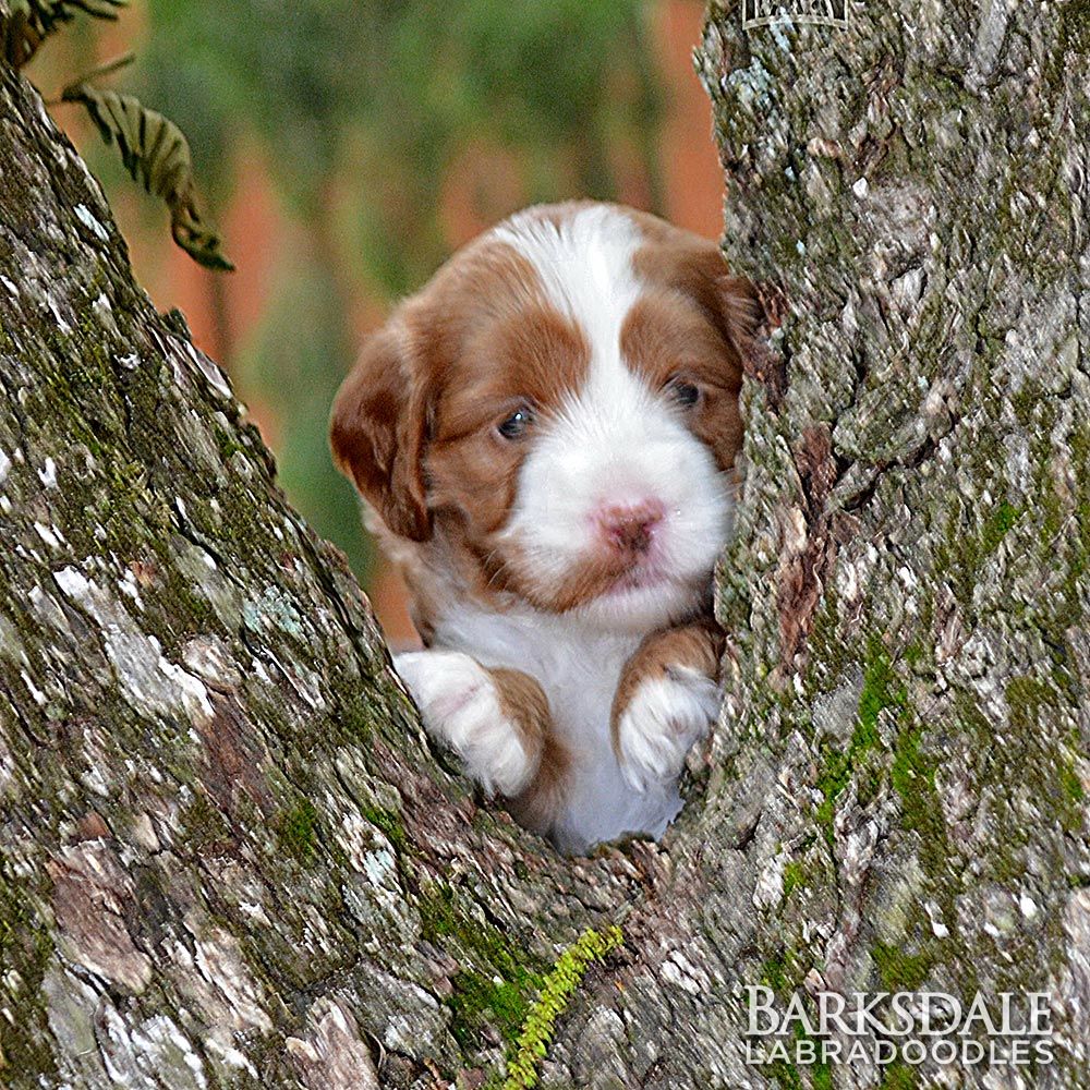 Labradoodle Puppies for Sale | Barksdale Labradoodles
