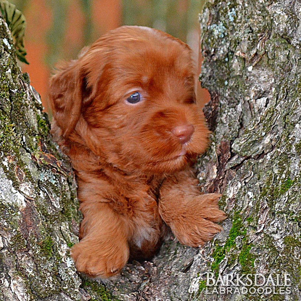 Labradoodle Puppies for Sale | Barksdale Labradoodles