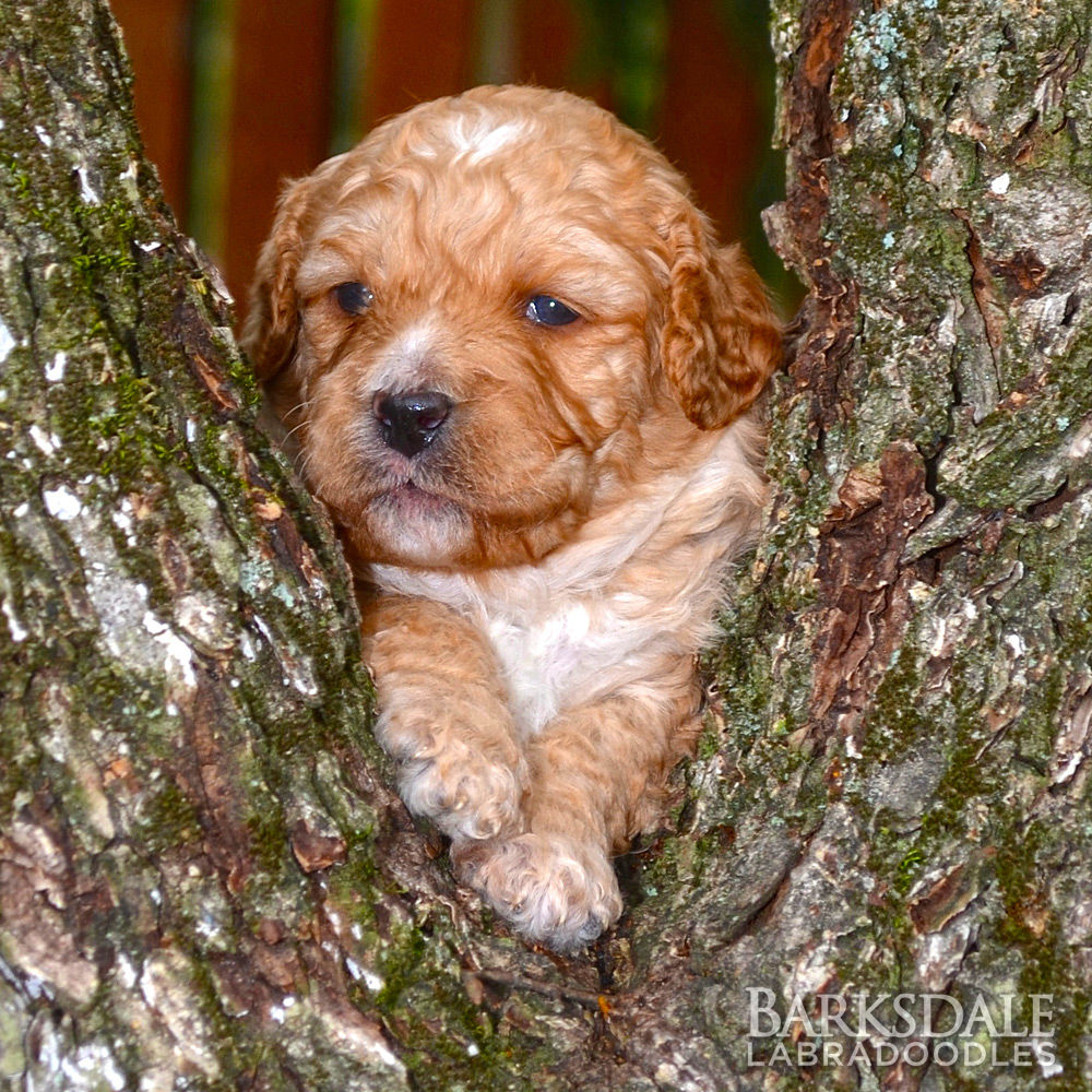 Labradoodle Puppies for Sale | Barksdale Labradoodles