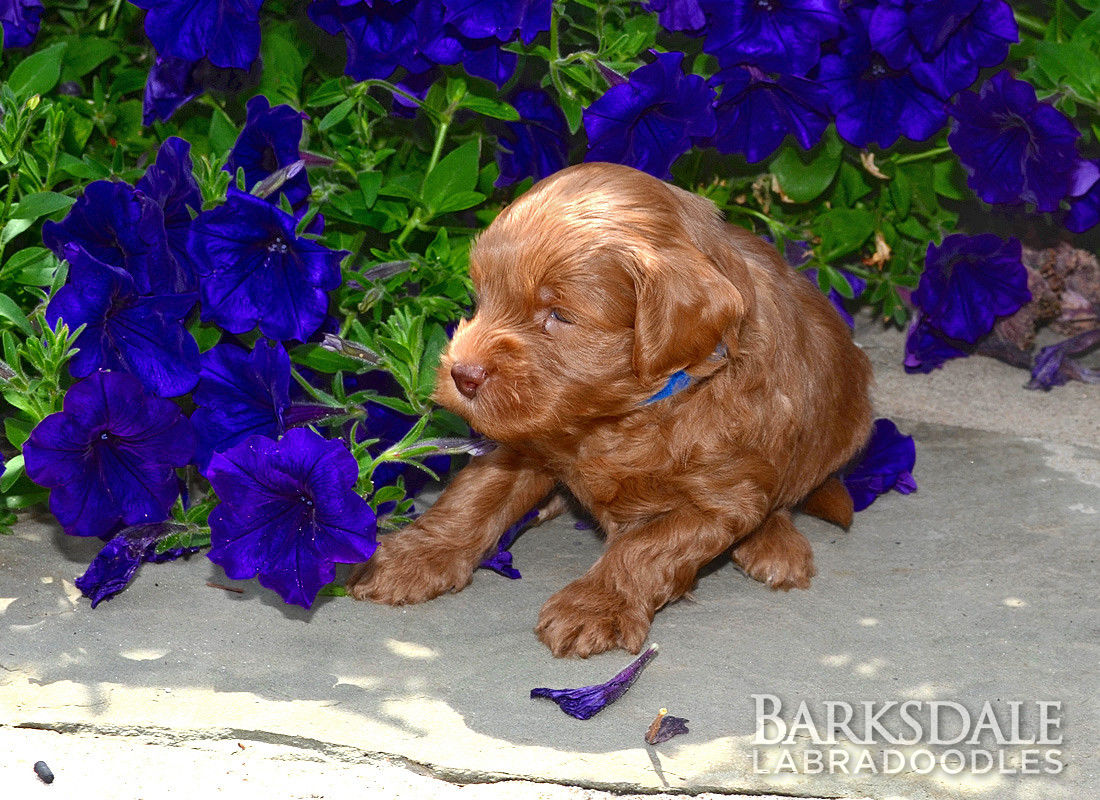 Labradoodle Puppies for Sale | Barksdale Labradoodles