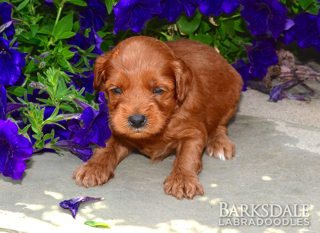 Labradoodle Puppies for Sale | Barksdale Labradoodles