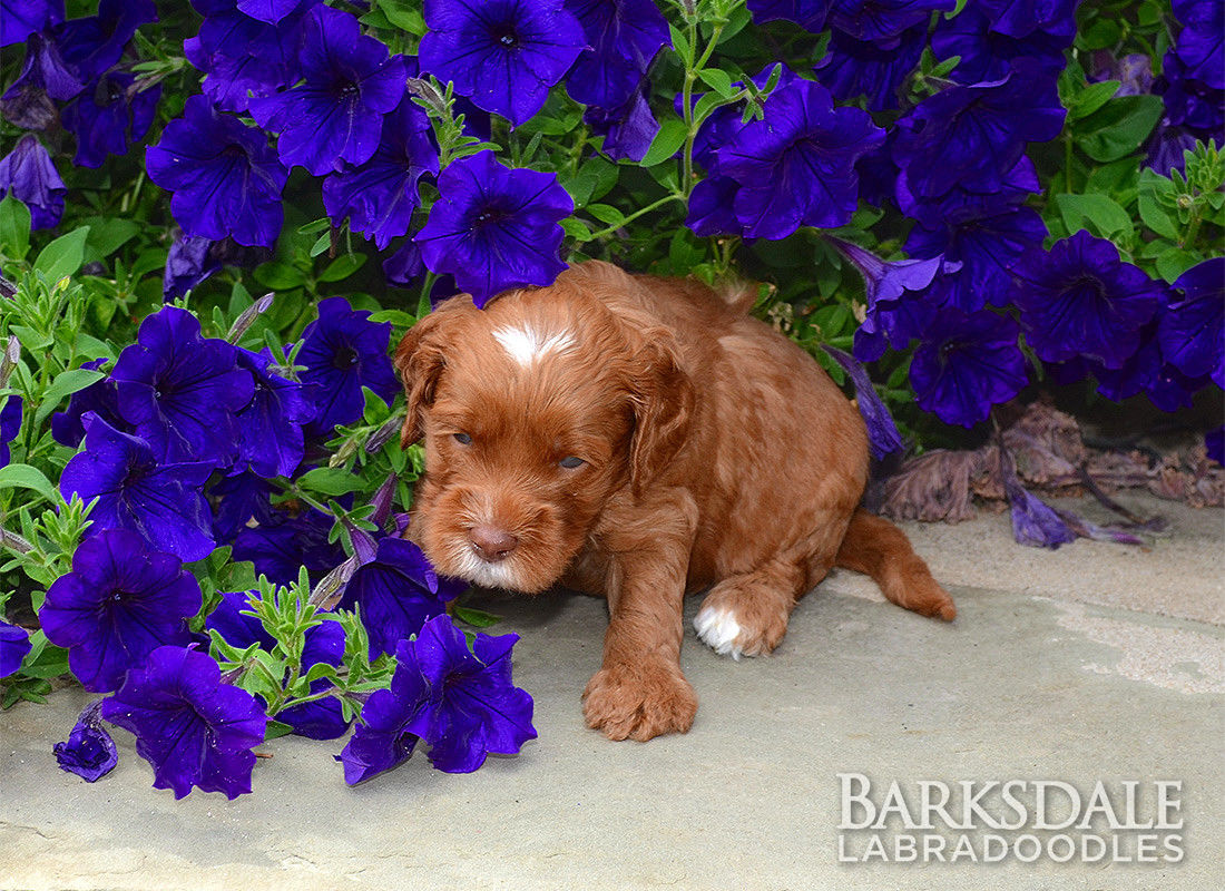 Labradoodle Puppies for Sale | Barksdale Labradoodles